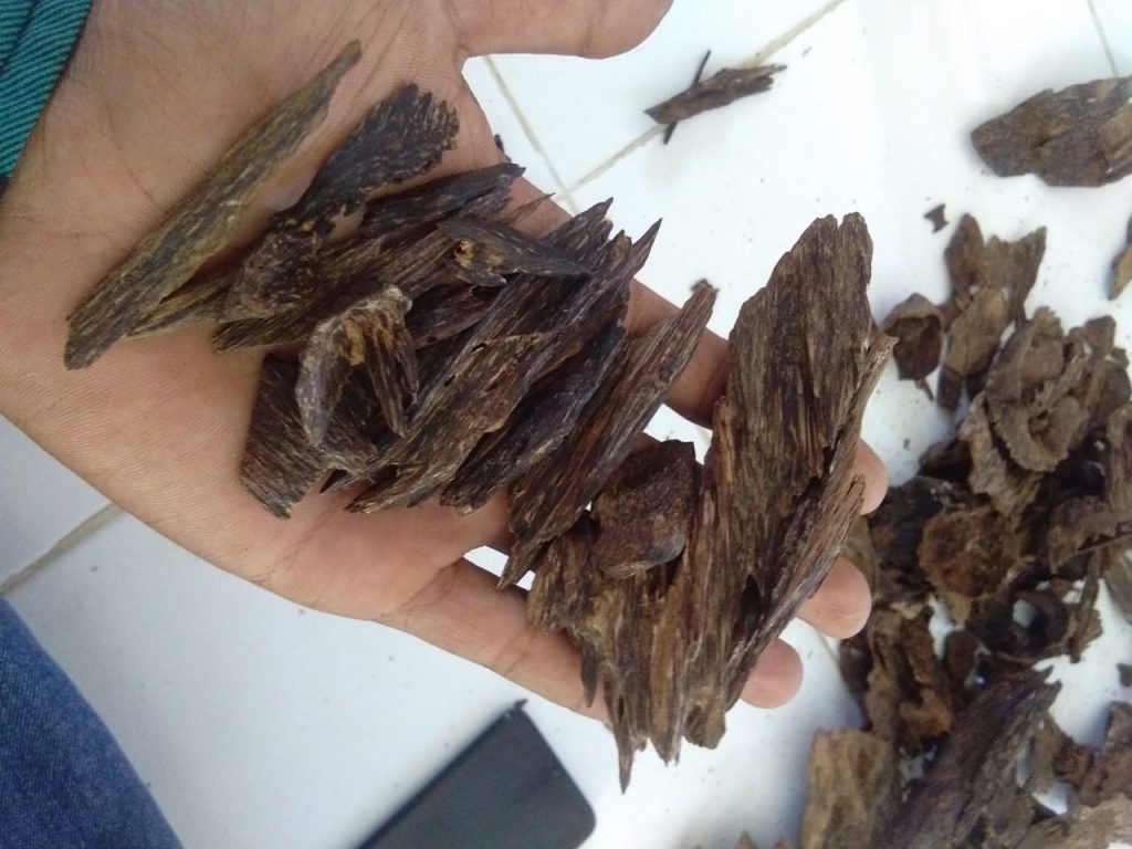 Why agarwood is so expensive | PT.GLOBAL INDO DIGDAYA