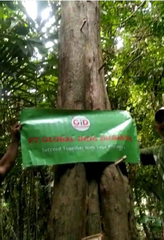 Why agarwood is so expensive | PT.GLOBAL INDO DIGDAYA