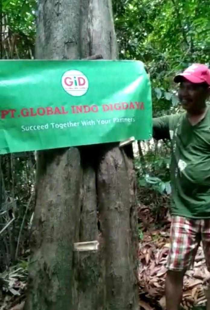 Why agarwood is so expensive | PT.GLOBAL INDO DIGDAYA